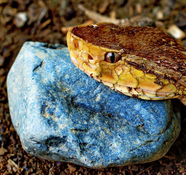 Asp Snake - Learn About Nature