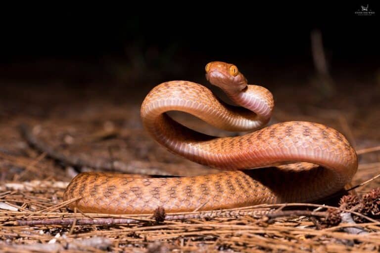 Brown Tree Snake - Learn About Nature