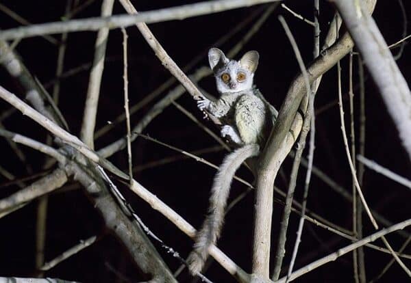 Bushbaby (Galago) - Natural Habitat, Behaviors & Key Characteristics ...