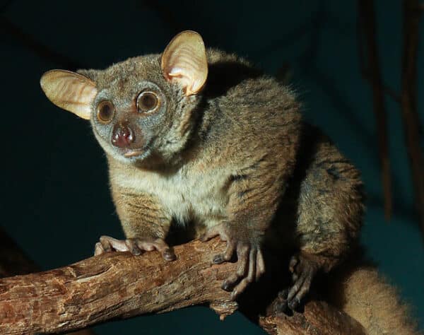 Bushbaby (Galago) - Natural Habitat, Behaviors & Key Characteristics ...