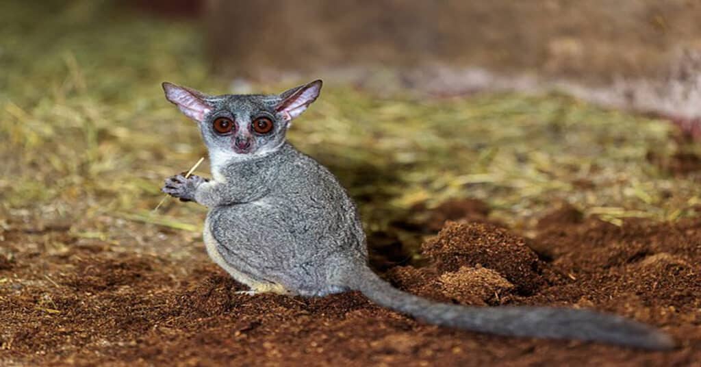 Bushbaby (Galago) - Natural Habitat, Behaviors & Key Characteristics ...