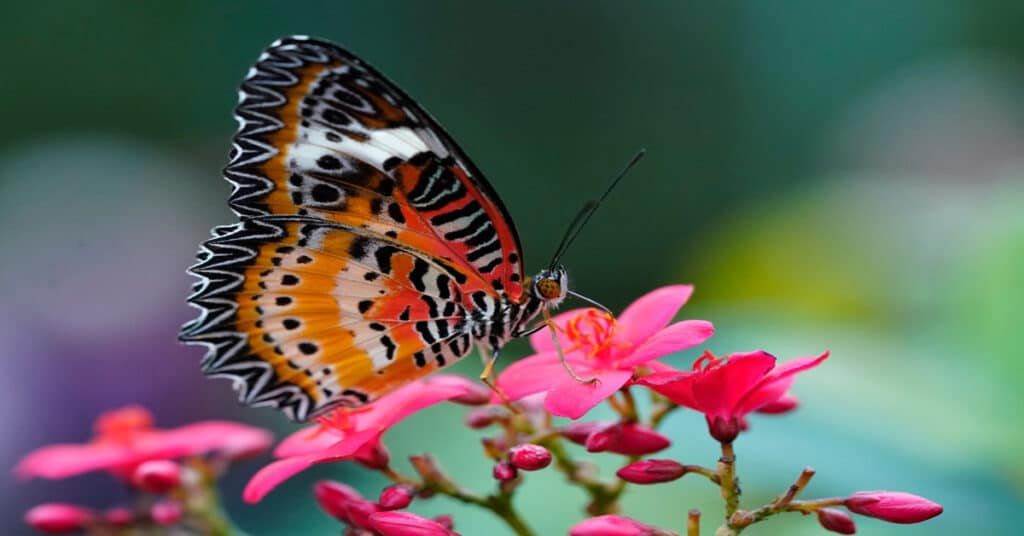 Are Monarch Butterflies Poisonous? - Learn About Nature