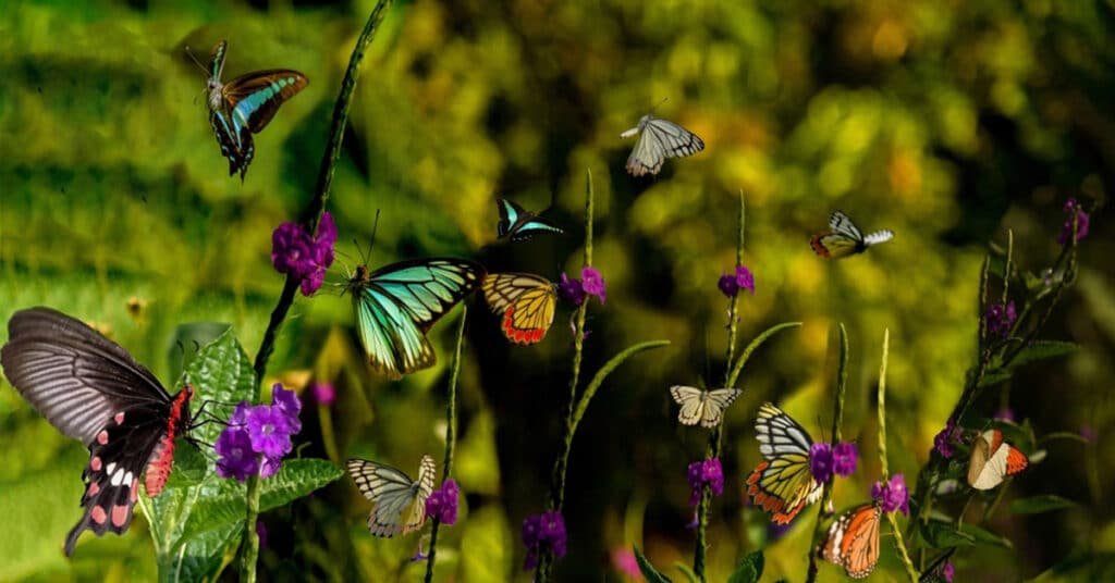 Butterfly Gardening - Learn About Nature
