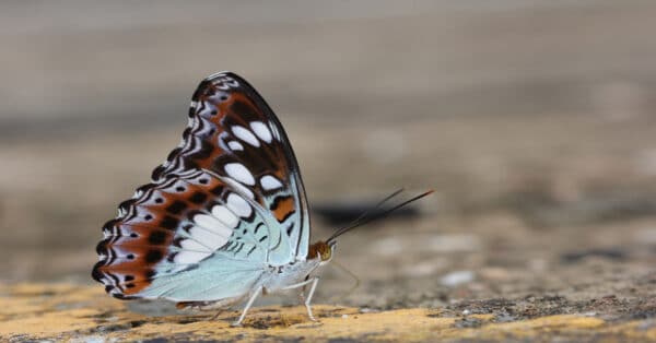 Butterfly Life Cycle - Learn About Nature