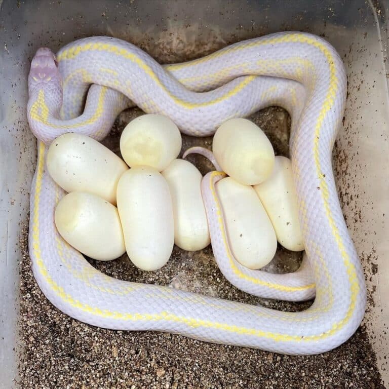 California King Snake - Learn About Nature