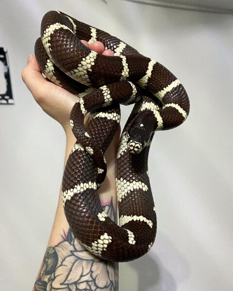 Cute Snakes That Will Change Your Mind About Serpents - Learn About Nature