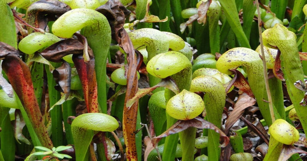 Pitcher Plants - Learn About Nature