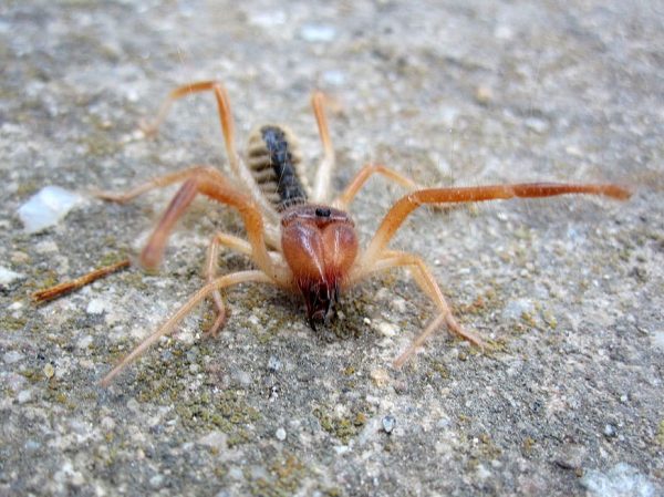 How Do Spiders Mate? - Learn About Nature