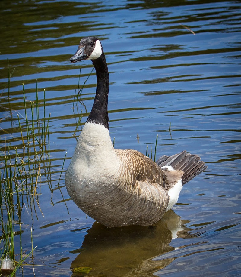 Canada Goose - Learn About Nature