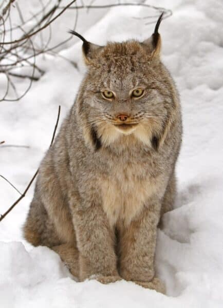 The Top 10 Iconic Animals of Canada - Learn About Nature