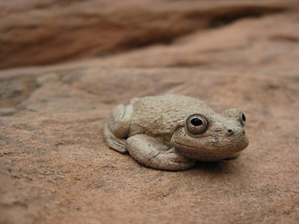 5 Surprising Wildlife Encounters in Las Vegas - Learn About Nature