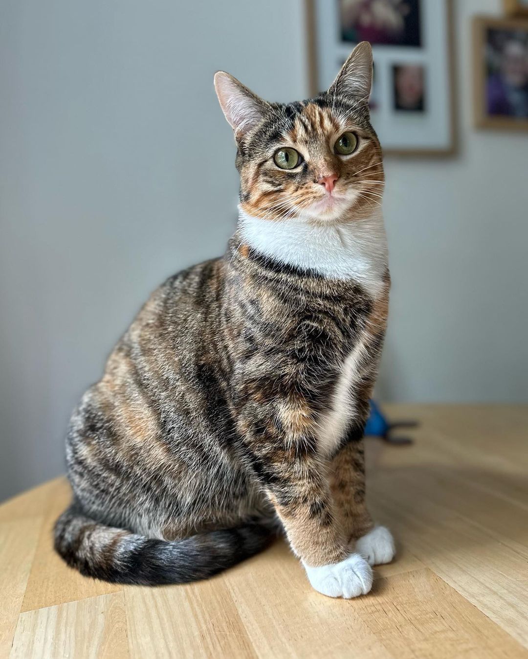 Cat 1 - Learn About Nature