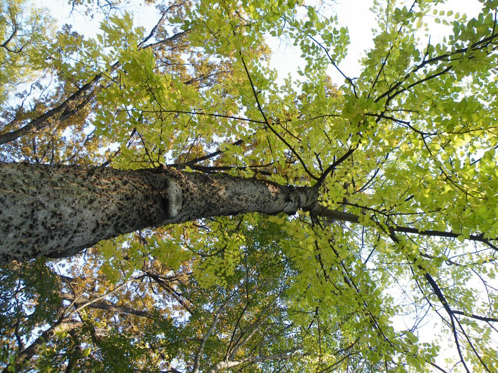 American Hackberry - Learn About Nature