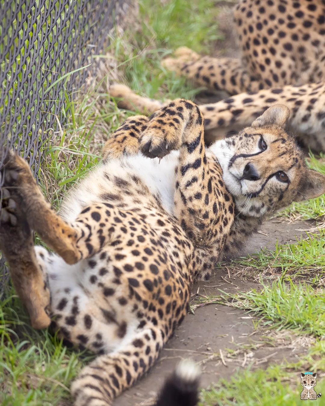 Animals That Start With C - Learn About Nature