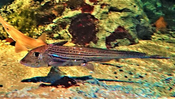 Chimaera: The Ghost Shark - Learn About Nature