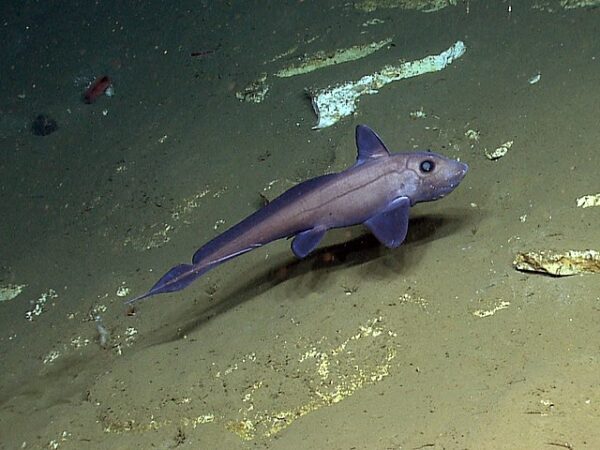 Chimaera: The Ghost Shark - Learn About Nature