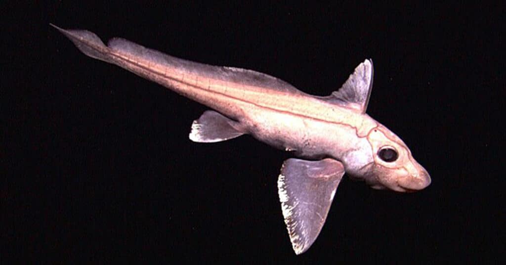 Clown Loach - Learn About Nature