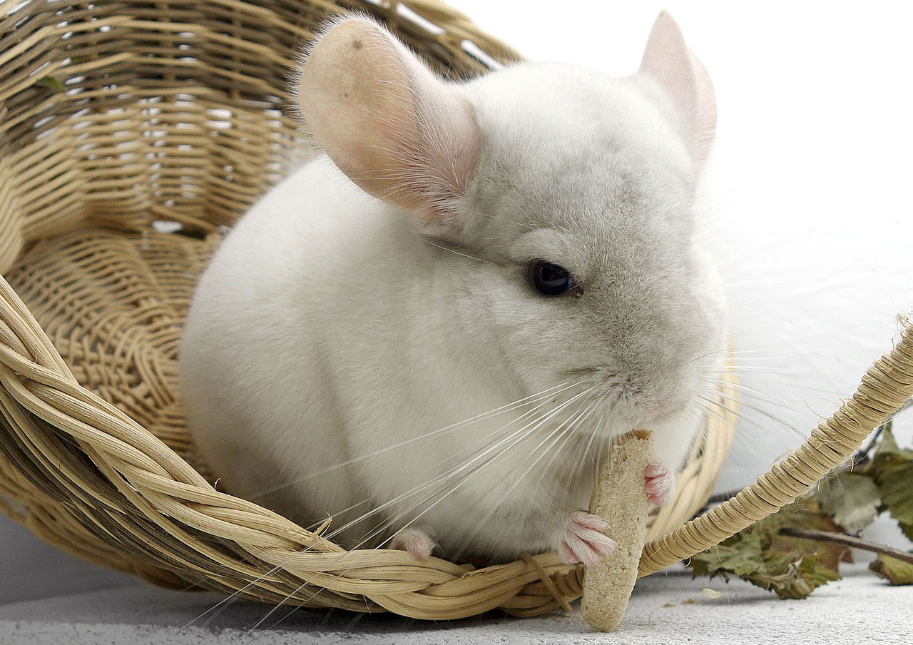 Chinchillas - Learn About Nature