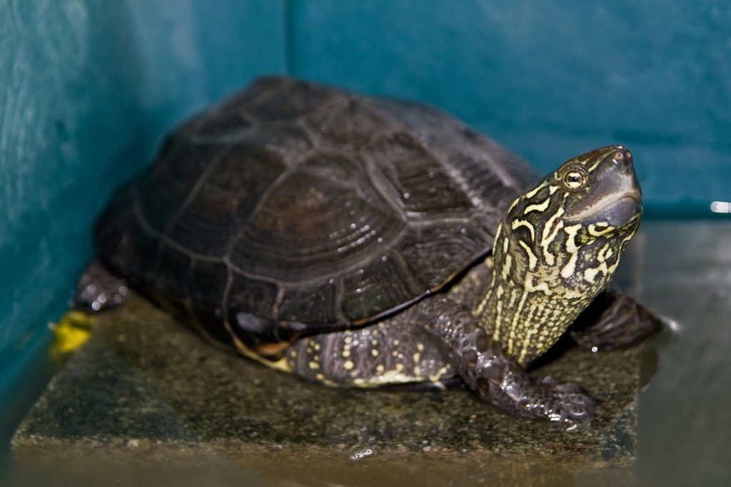 Reeve's Turtles - Learn About Nature