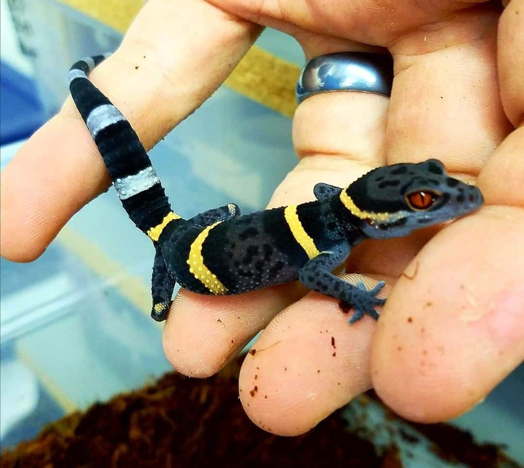 Chinese Cave Gecko - Learn About Nature