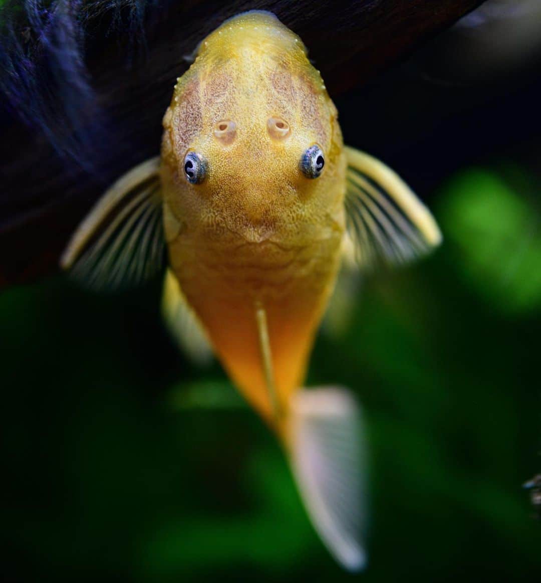 Clown Pleco - A Vibrant Aquatic Being & Its Habitat - Learn About Nature