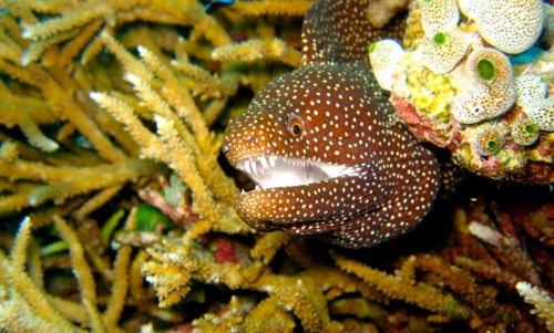 Dragon Moray Eel: Diet, Habitat, and Life Cycle