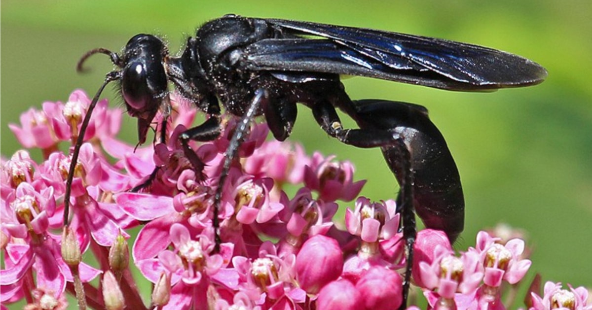 Great Black Wasp Facts