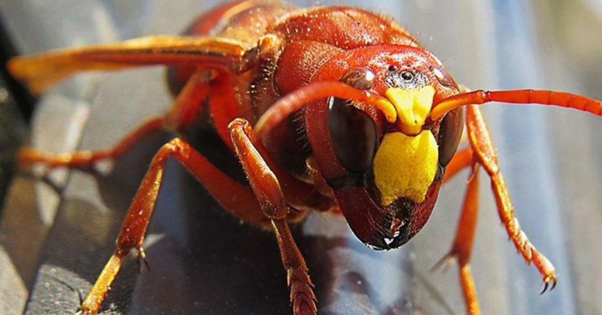 Red Wasp Facts