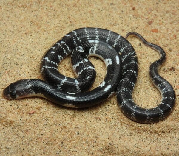 Common Krait - Learn About Nature
