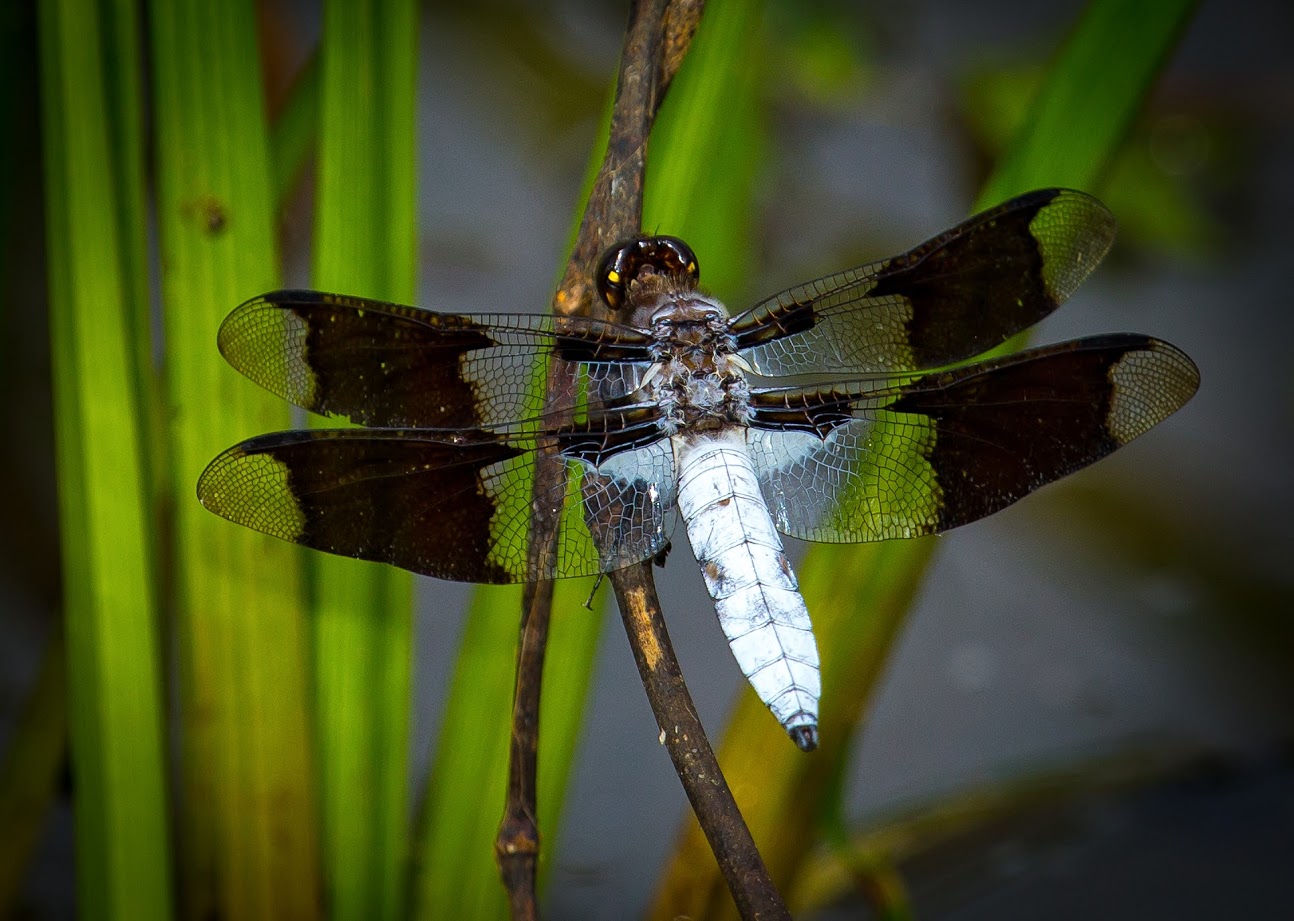 Common Whitetail - Learn About Nature