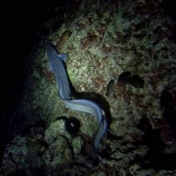 Conger Eel: Diet, Habitat, and Life Cycle