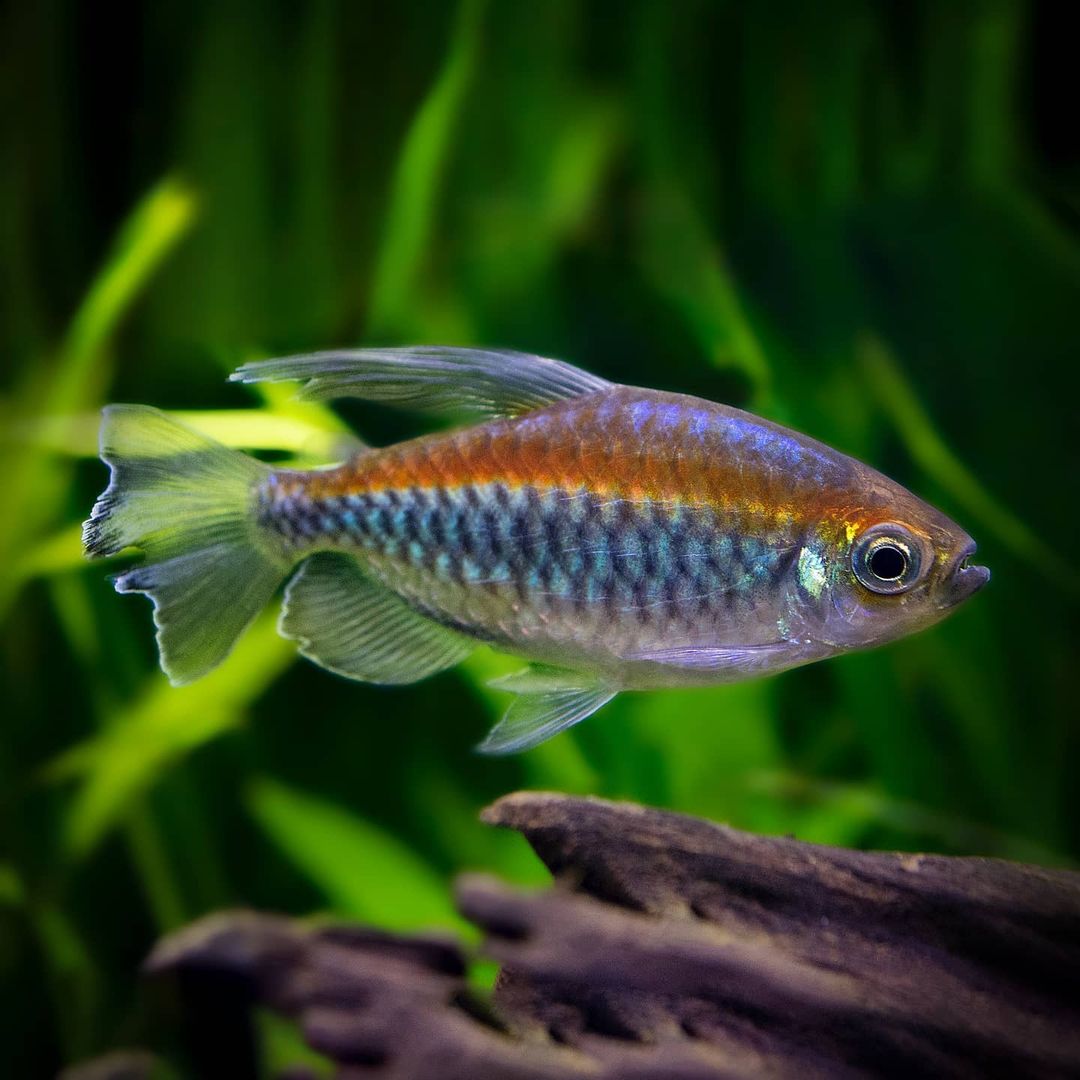 Congo Tetra - Learn About Nature