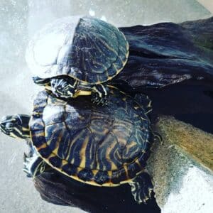 Cooter Turtles - All About Fascinating And Remarkable Reptiles - Learn ...