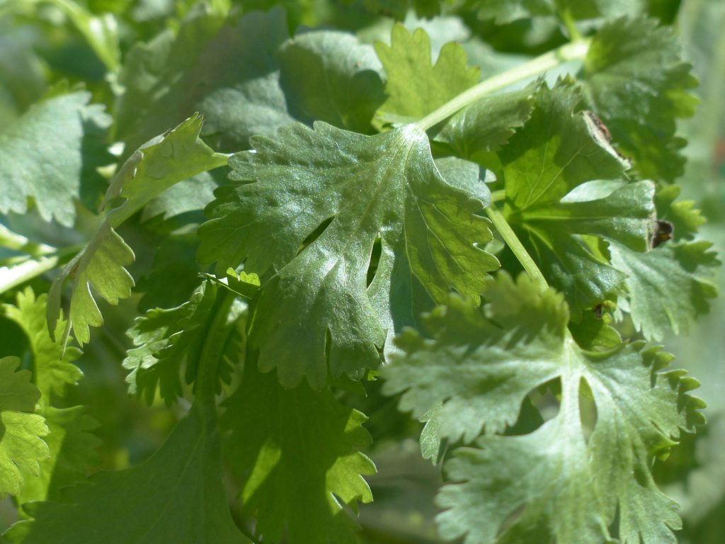 Coriander - Learn About Nature