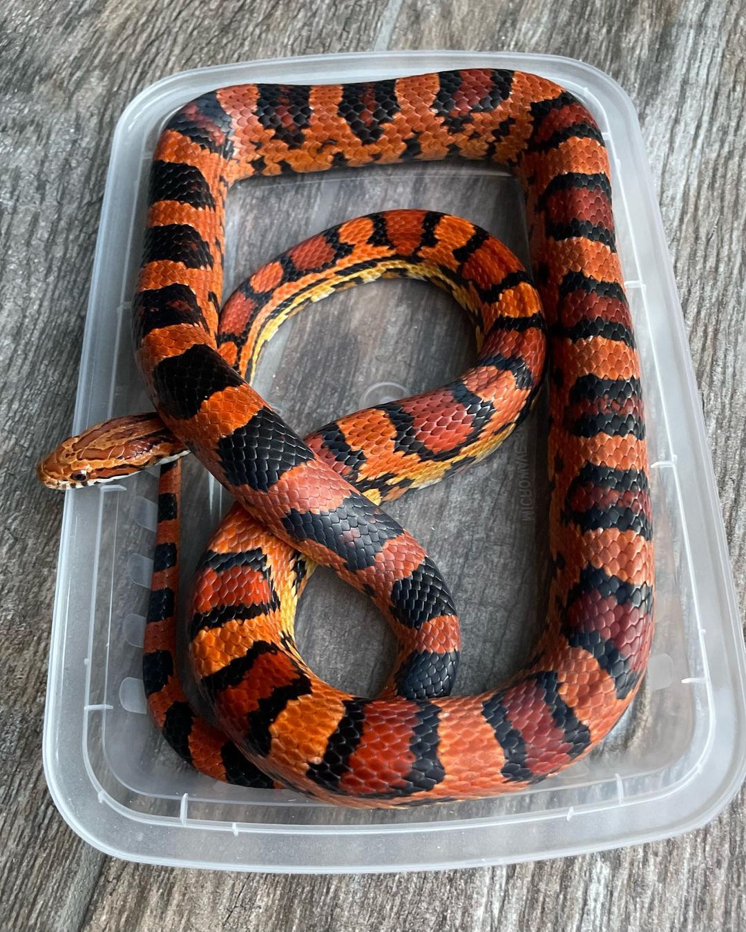 Cute Snakes That Will Change Your Mind About Serpents - Learn About Nature