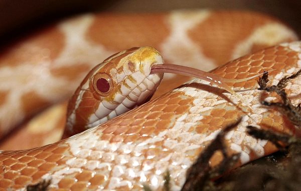 Corn Snakes - Learn About Nature