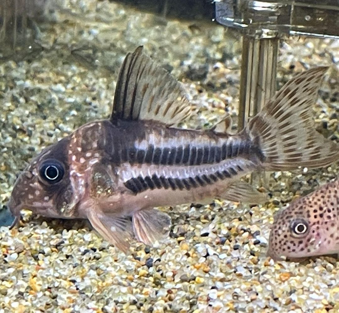 Corydoras - Learn About Nature