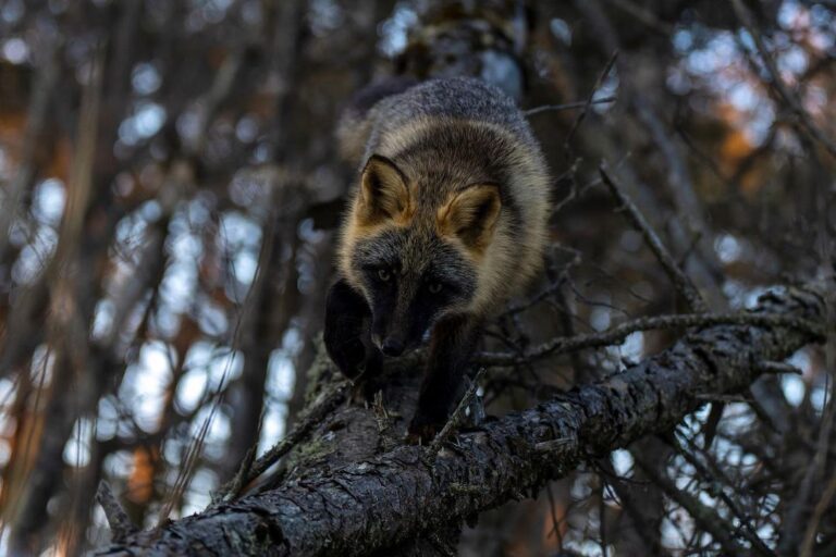 What Is A Cross Fox? Characteristics & Interesting Facts You Should ...