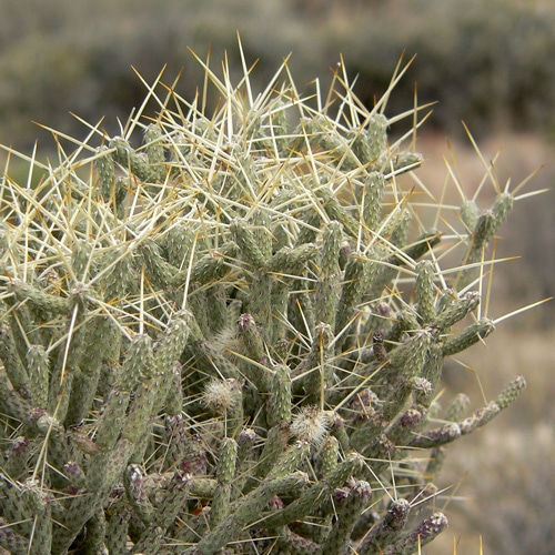 Cholla Cactus - Learn About Nature