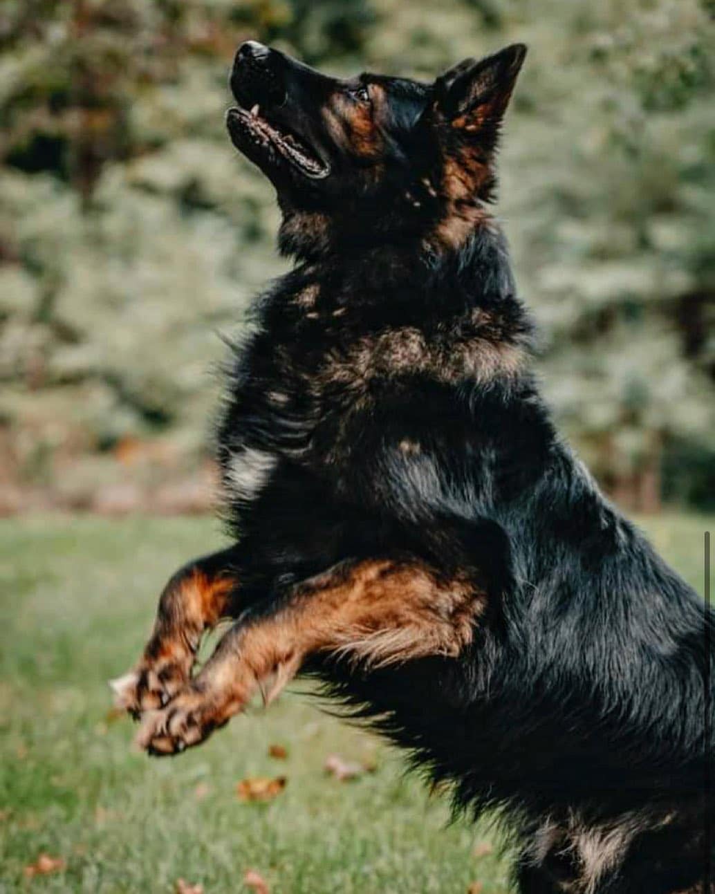 Czech German Shepherds - All About Loyal & Powerful Dog Breed - Learn ...