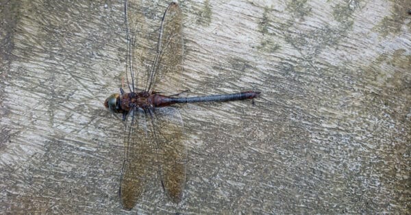 How Long Do Dragonflies Live? - Learn About Nature