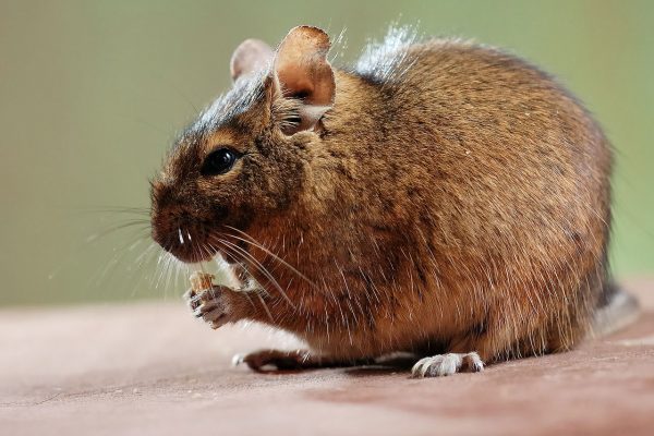 Degu - Learn About Nature