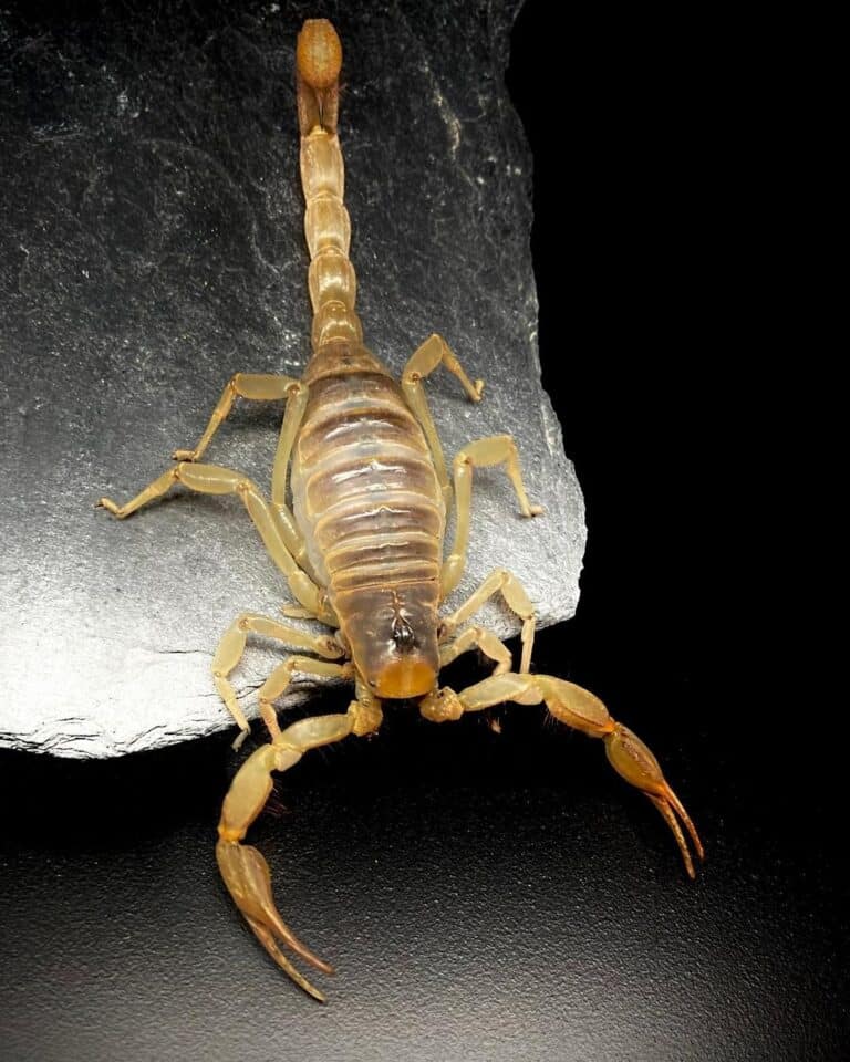Desert Hairy Scorpions: Everything You Need to Know