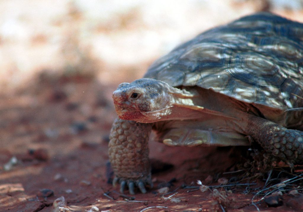 Desert Tortoise - Learn About Nature