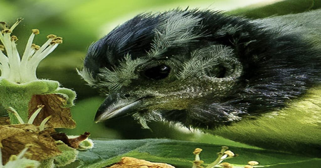 Bird Anatomy: All You Need To Know - Learn About Nature