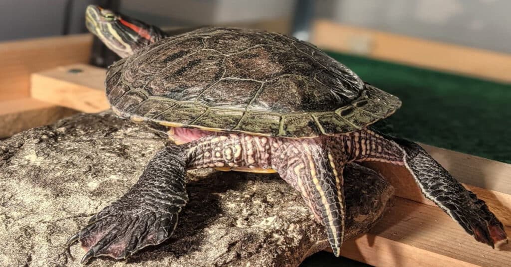 Turtle Life Cycle - Learn About Nature