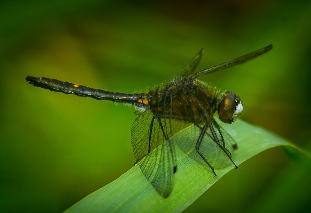 Dragonfly - Learn About Nature