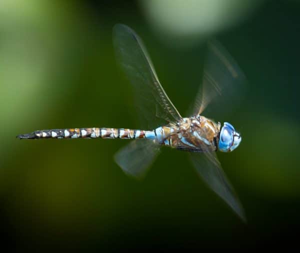 Dragonfly in flight - Learn About Nature