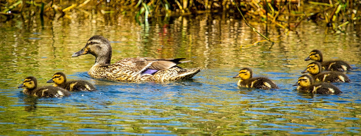 Duck Family - Learn About Nature