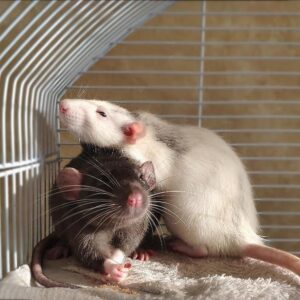 Dumbo Rat - Overview, Traits, and Care Tips for Adorable Pets - Learn ...